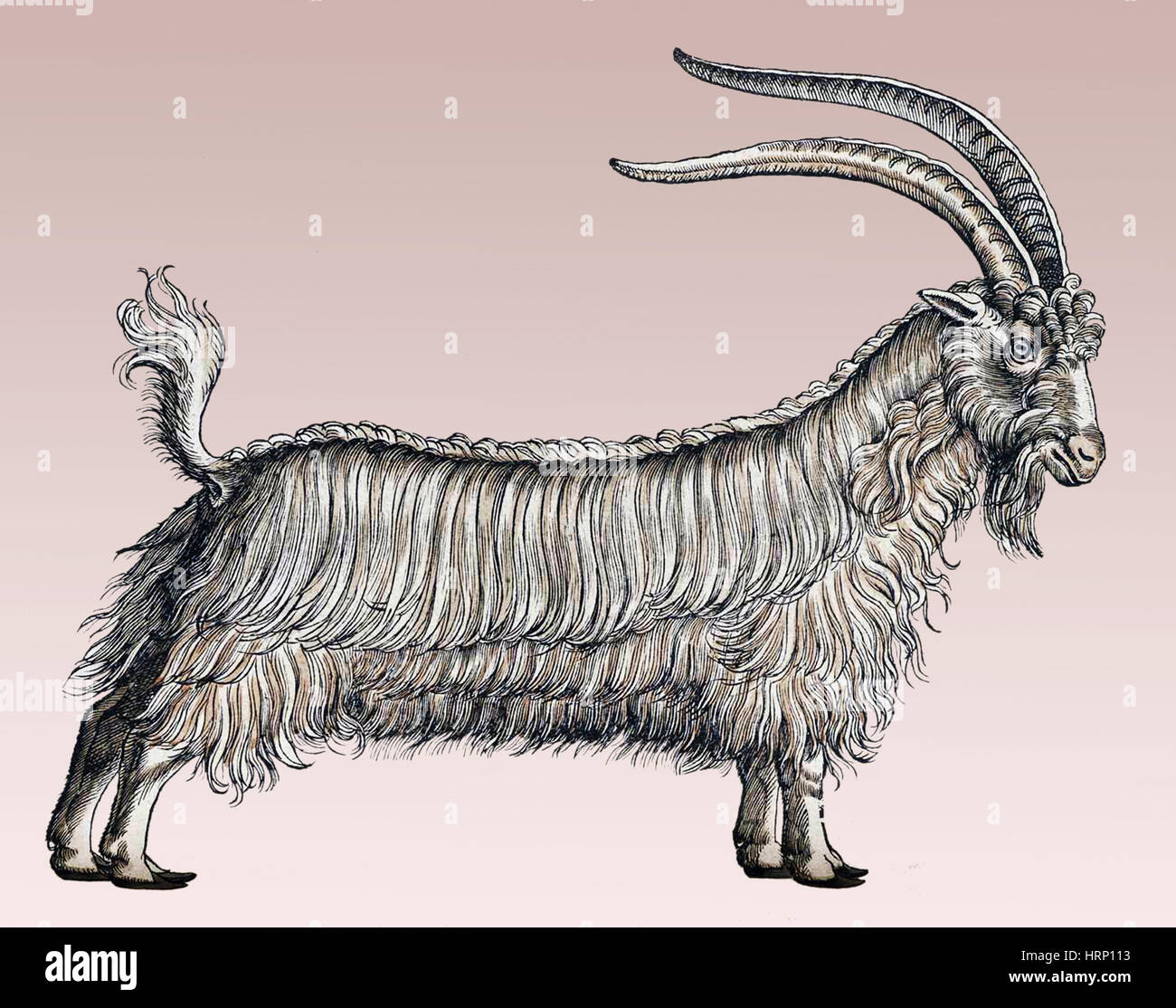 Goat drawing hi-res stock photography and images - Alamy