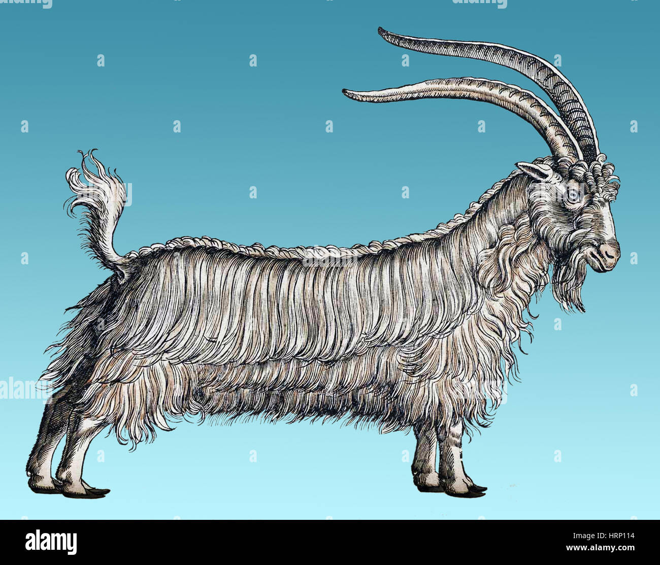 Goat, Historiae Animalium, 16th Century Stock Photo - Alamy