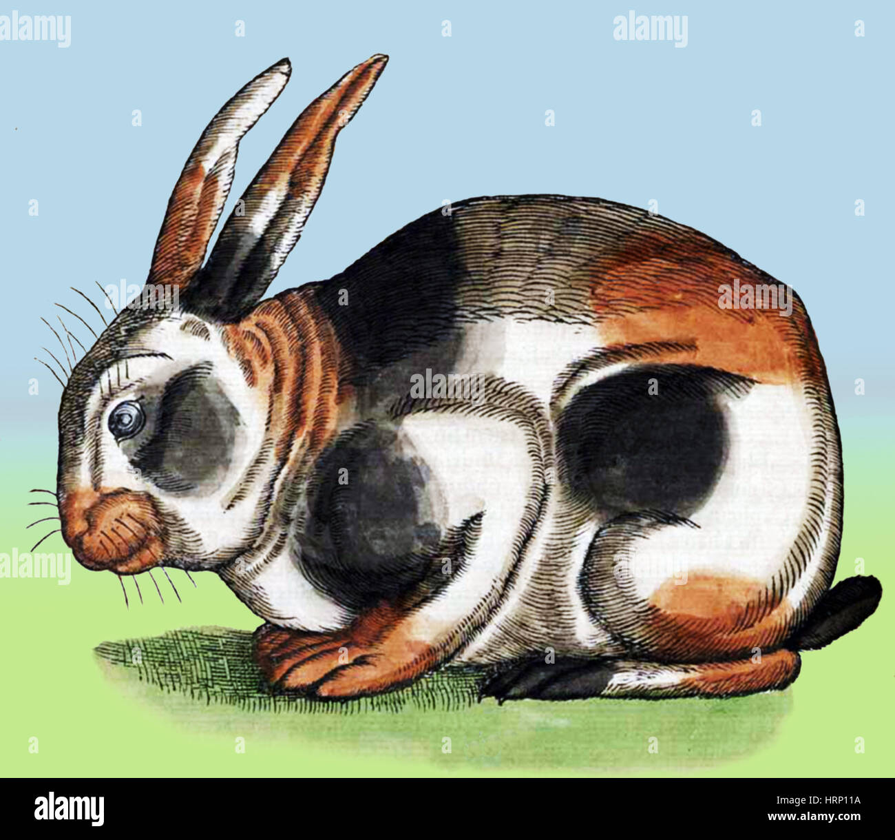Rabbit, Historiae Animalium, 16th Century Stock Photo - Alamy