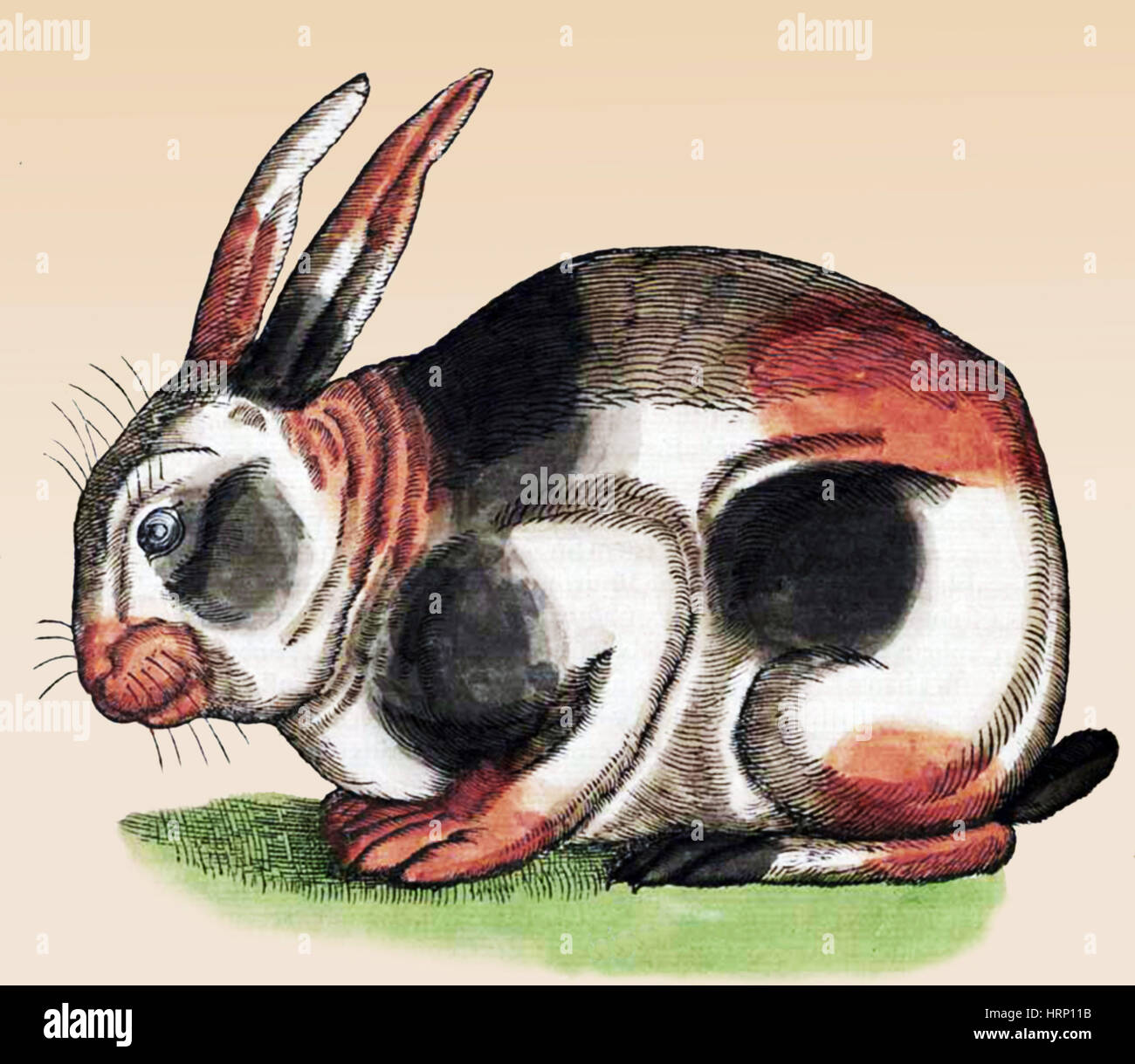Rabbit, Historiae Animalium, 16th Century Stock Photo - Alamy