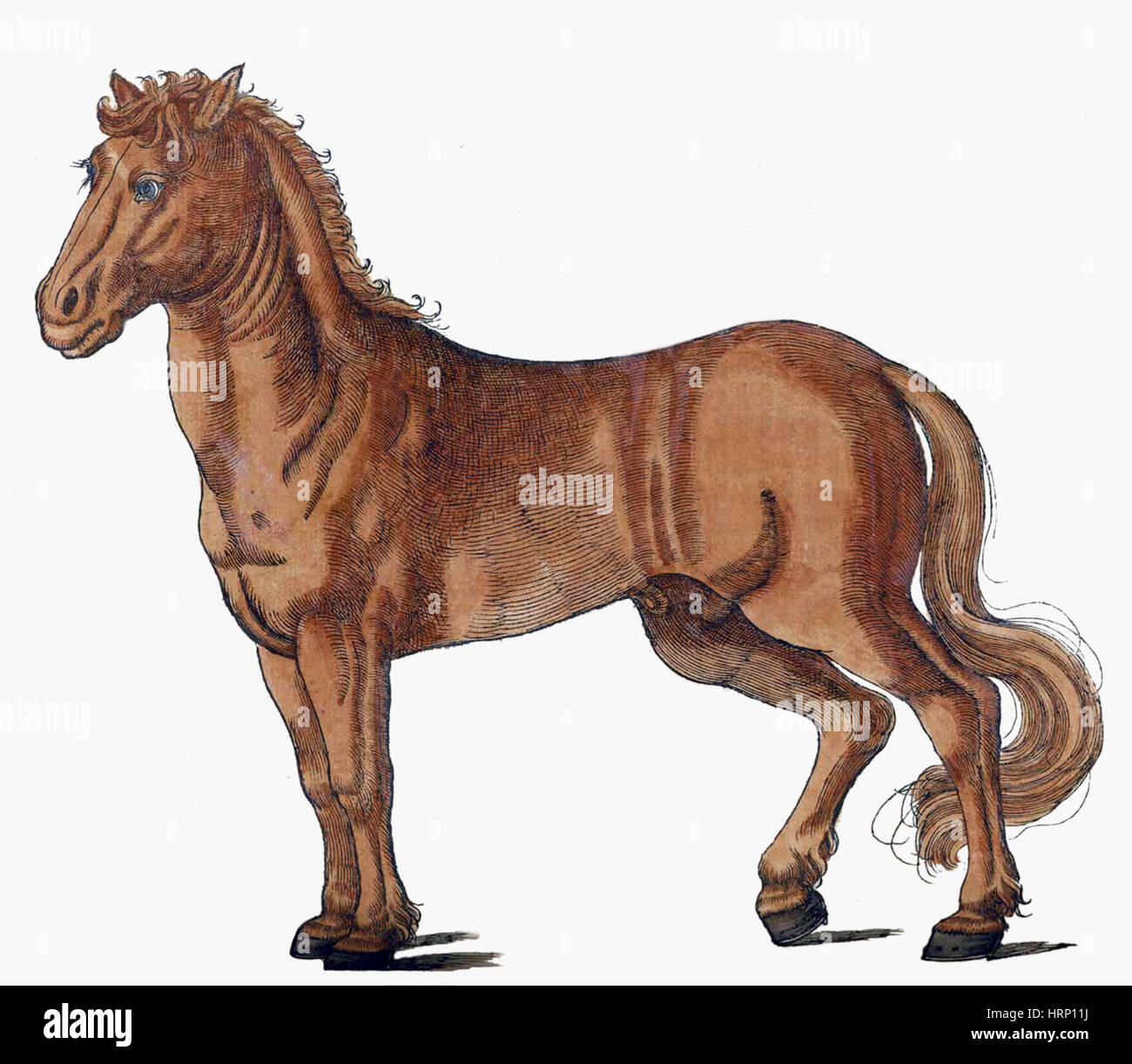 Horse, Historiae Animalium, 16th Century Stock Photo - Alamy