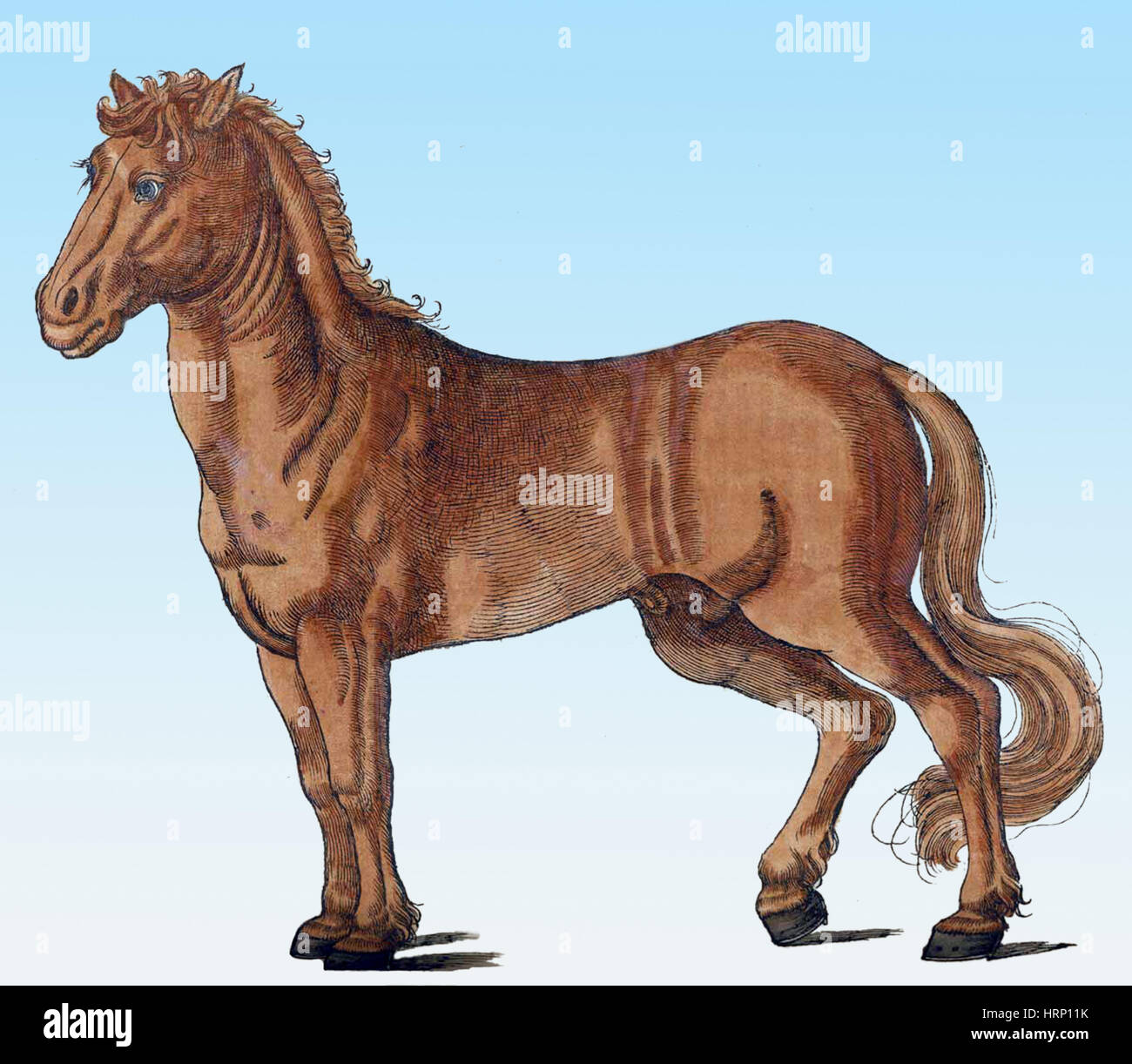 Horse, Historiae Animalium, 16th Century Stock Photo - Alamy