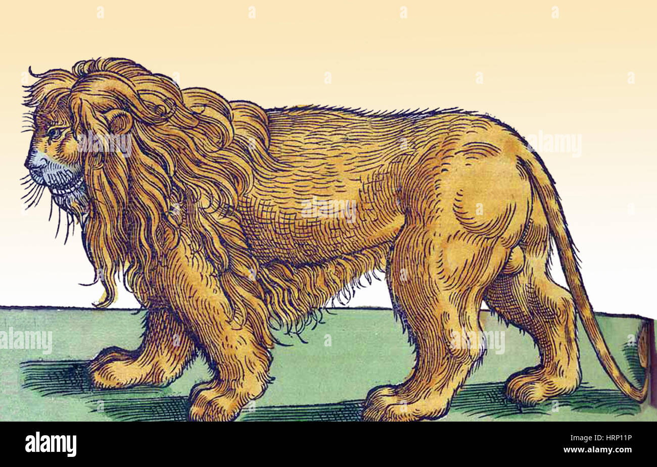 Lion, Historiae Animalium, 16th Century Stock Photo - Alamy