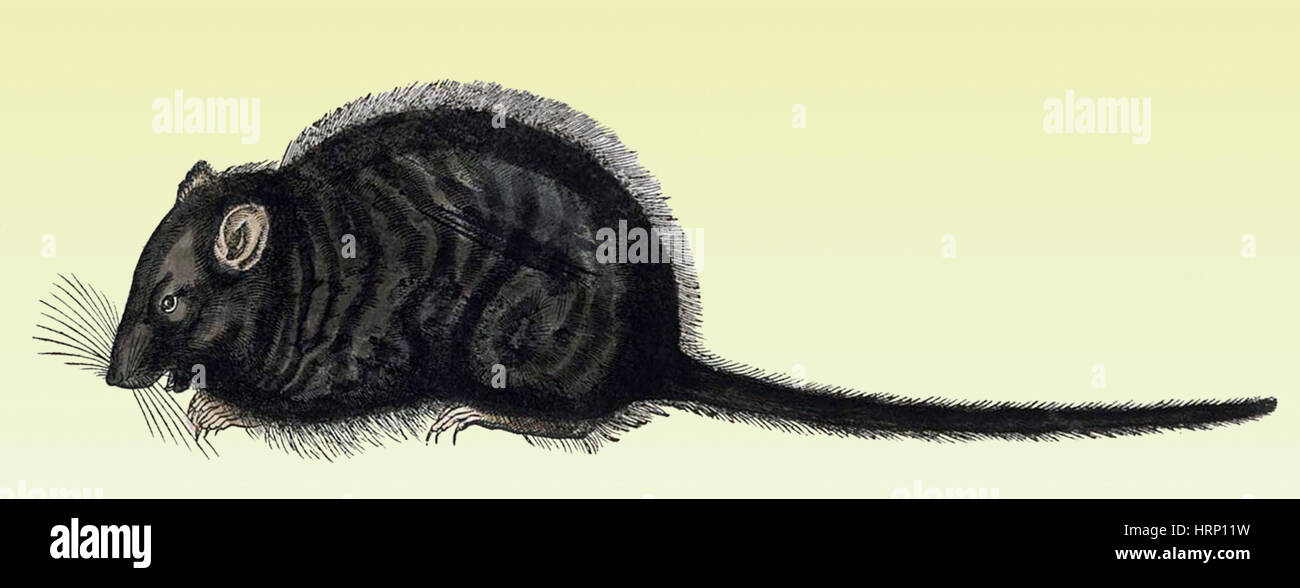 Rat, Historiae Animalium, 16th Century Stock Photo - Alamy