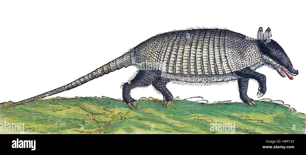 Armadillo, Historiae Animalium, 16th Century Stock Photo - Alamy