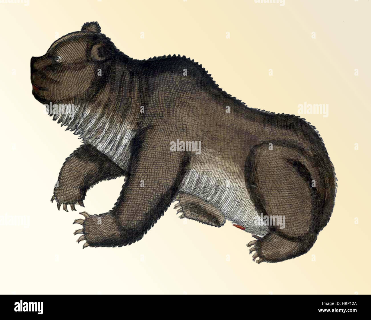 Bear, Historiae Animalium, 16th Century Stock Photo - Alamy