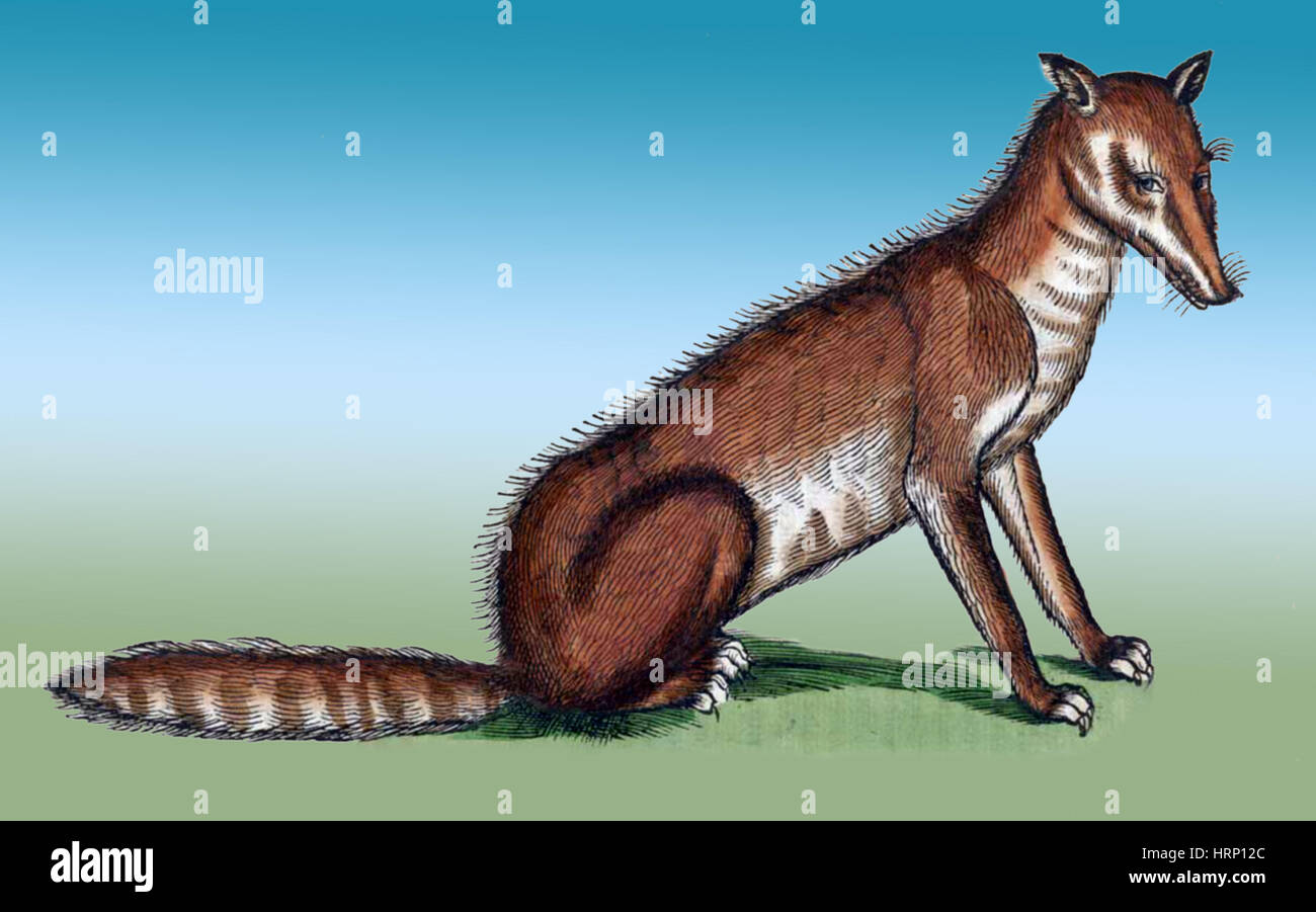 Fox, Historiae Animalium, 16th Century Stock Photo - Alamy
