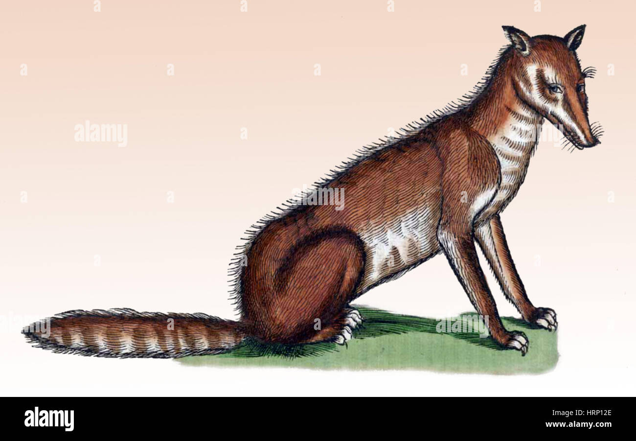 Fox, Historiae Animalium, 16th Century Stock Photo - Alamy