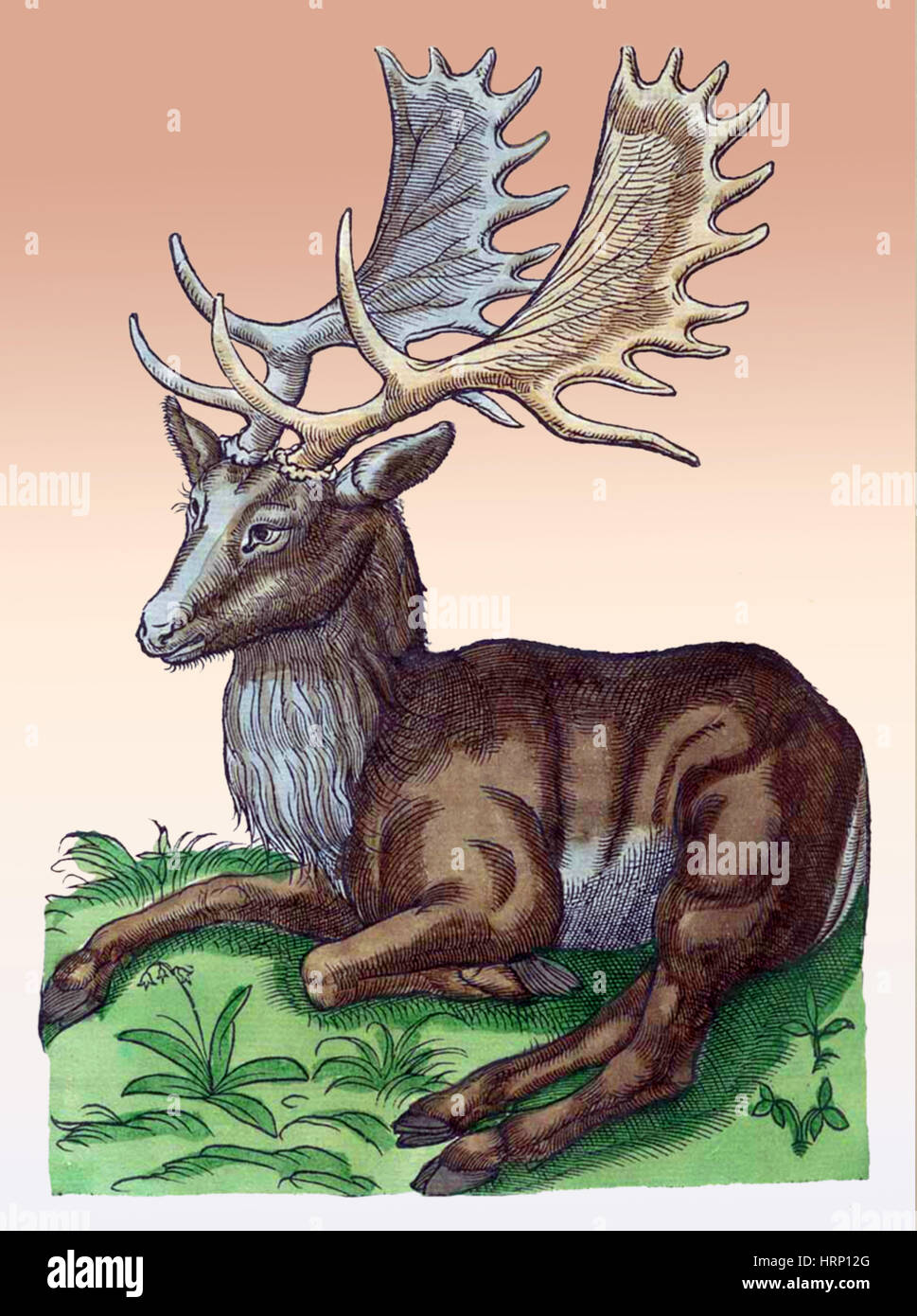 Elk, Historiae Animalium, 16th Century Stock Photo - Alamy