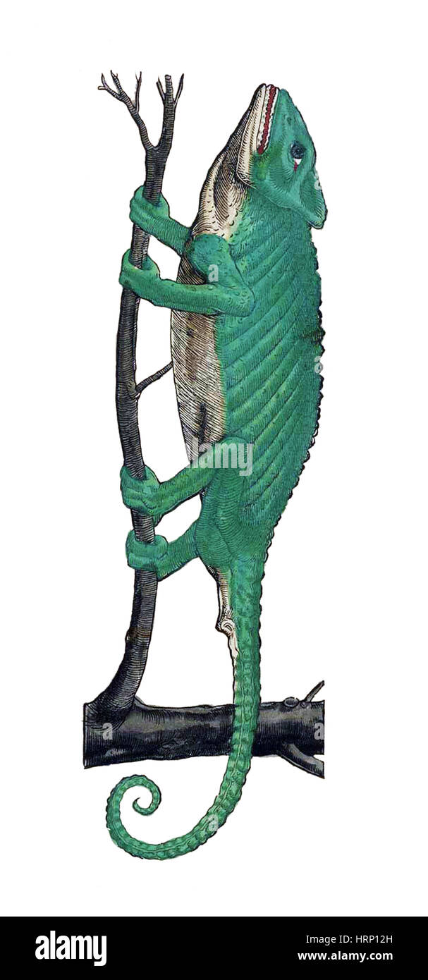 Artwork art chameleon lizard drawing hi-res stock photography and ...