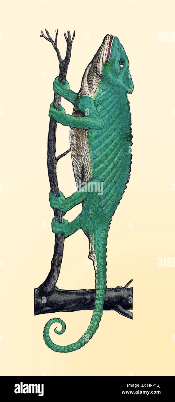 Chameleon, Historiae Animalium, 16th Century Stock Photo - Alamy