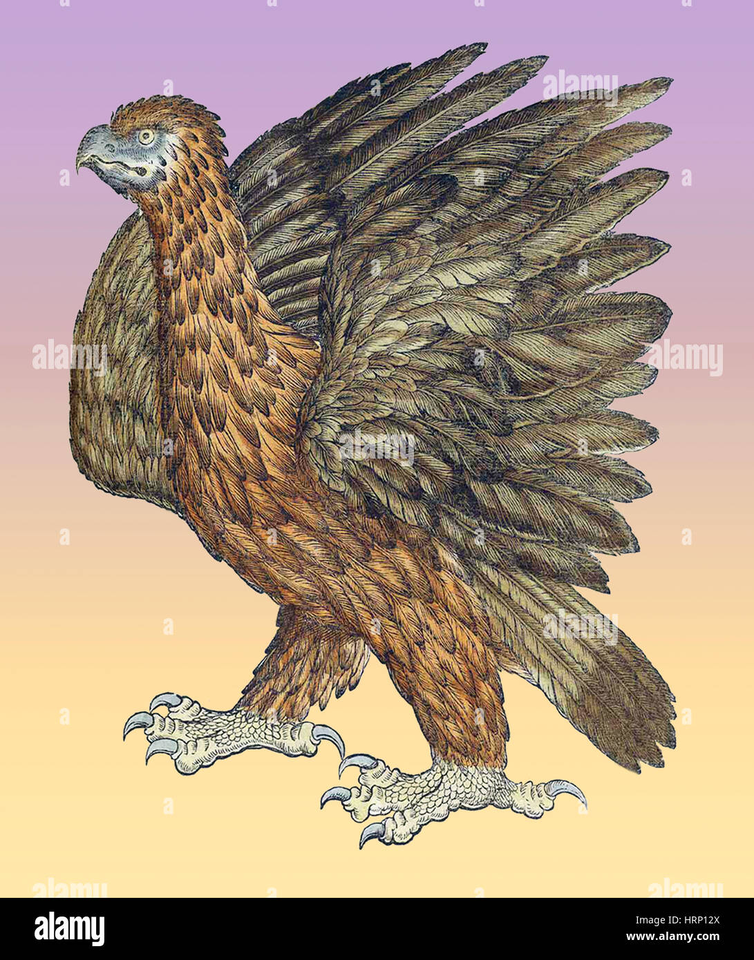 Eagle drawing hi-res stock photography and images - Alamy