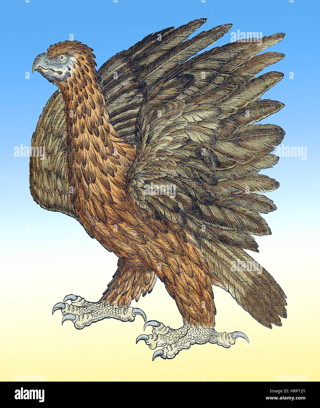 16th century bird illustration hi-res stock photography and images - Alamy