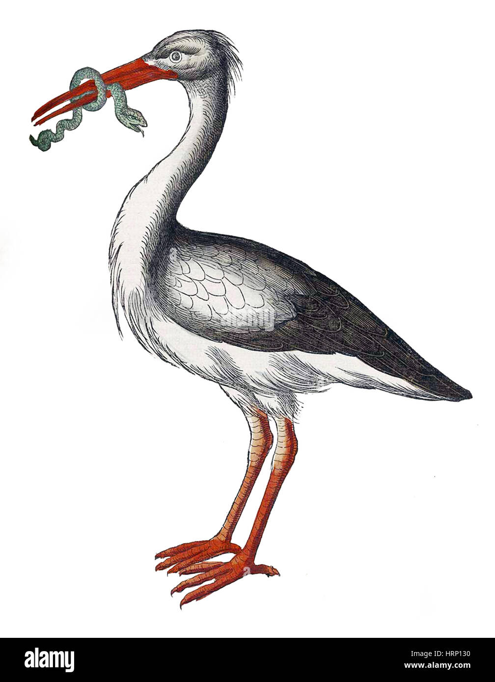 Stork artwork hi-res stock photography and images - Alamy