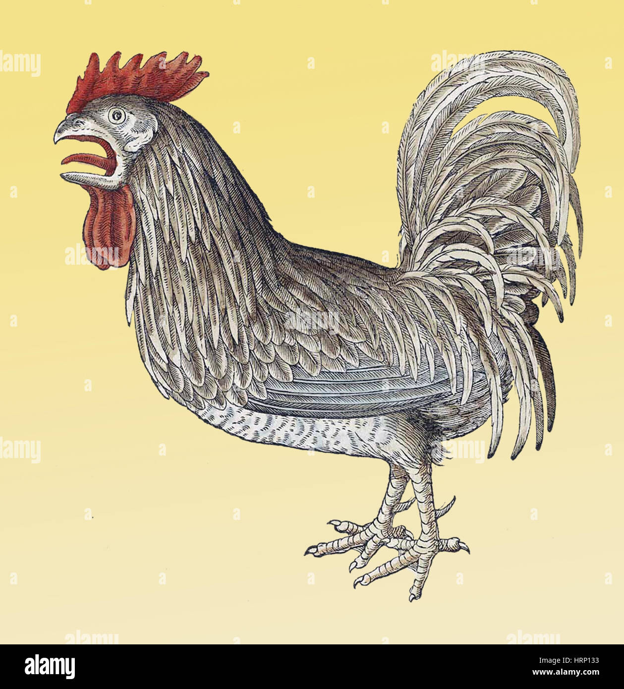 Rooster, Historiae Animalium, 16th Century Stock Photo - Alamy