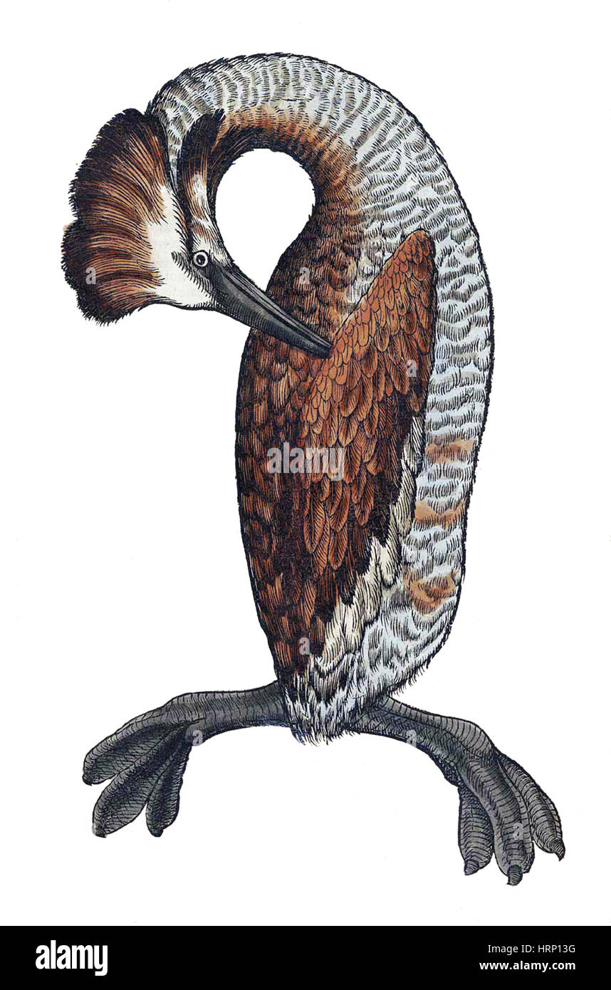 Loon Cut Out Stock Images & Pictures - Alamy