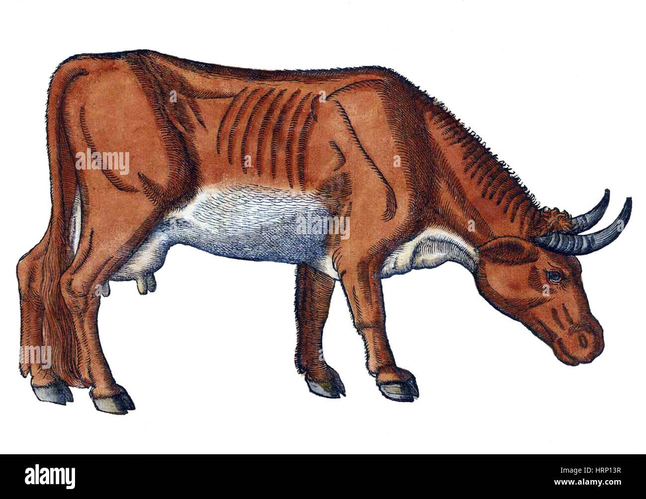 Cow, Historiae Animalium, 16th Century Stock Photo - Alamy
