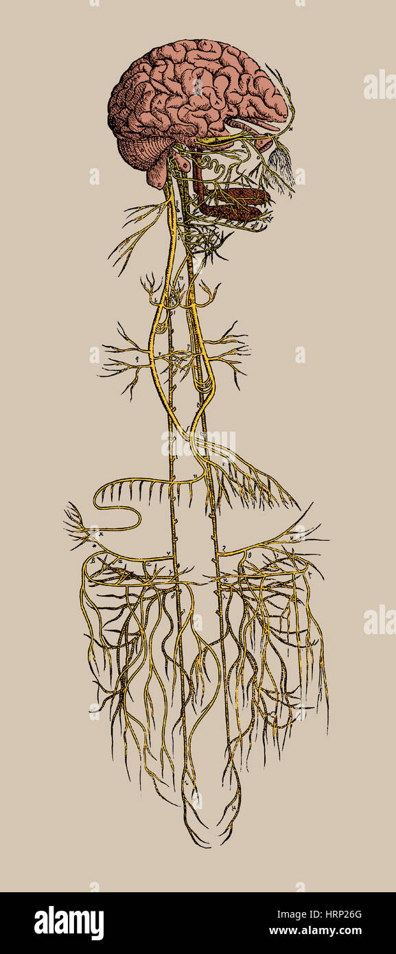 Brain and Nervous System, 16th Century Stock Photo - Alamy