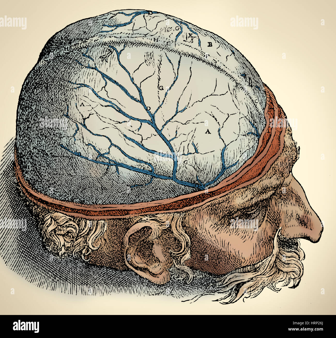 Vesale drawing anatomy hi-res stock photography and images - Alamy