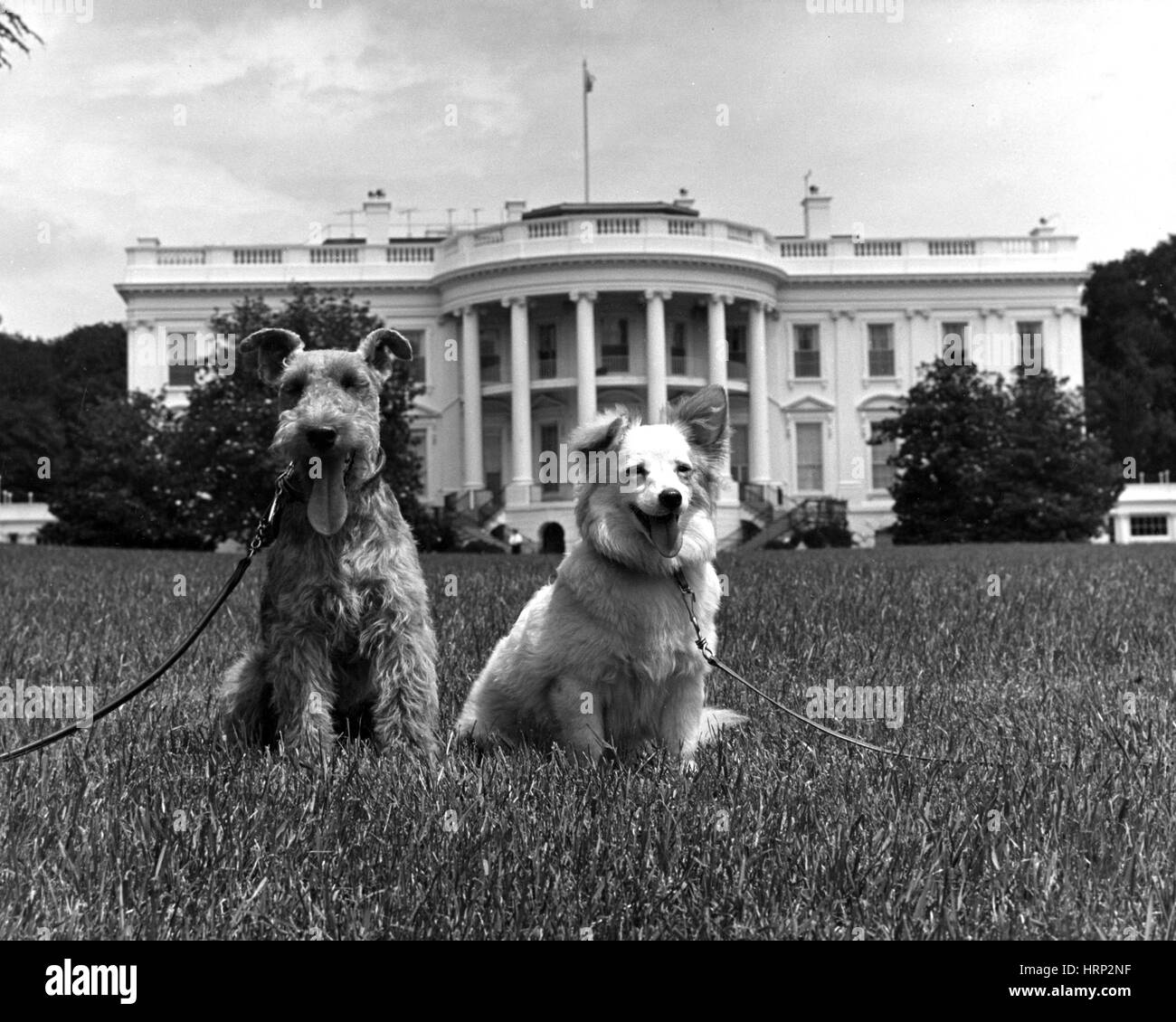 Charlie and Pushinka, Kennedy Dogs, 1961 Stock Photo - Alamy