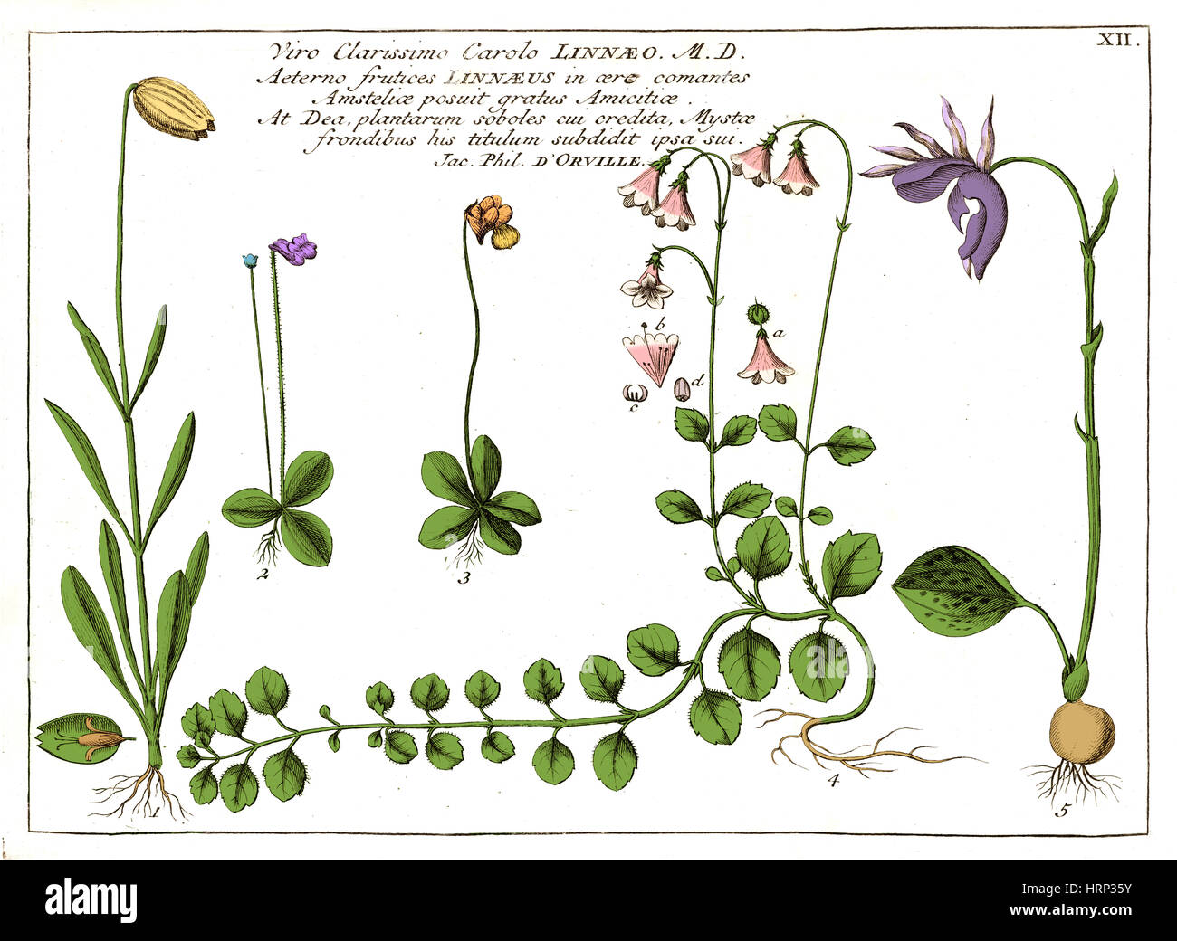 Carl linnaeus plant hi-res stock photography and images - Alamy