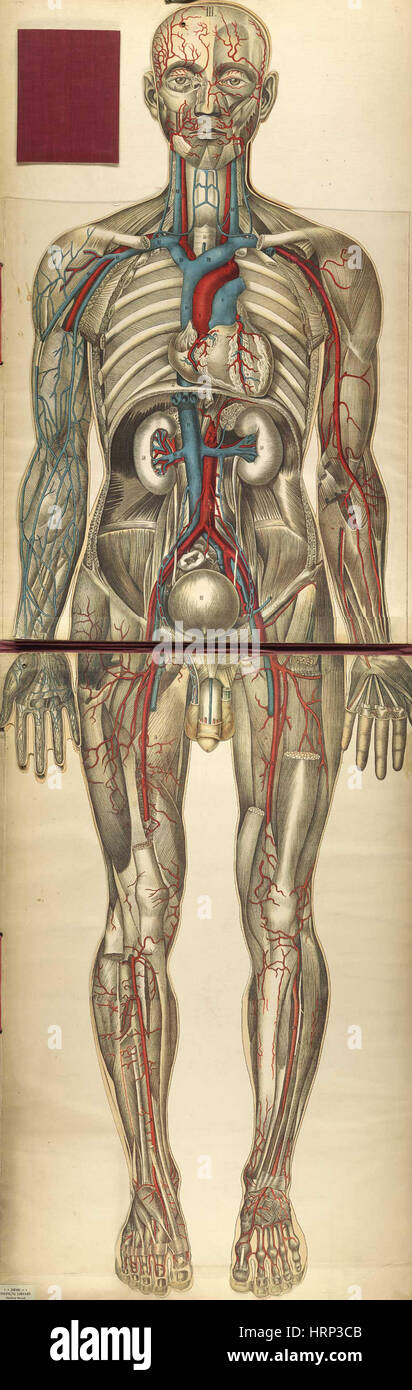 Le corps humain hi-res stock photography and images - Alamy