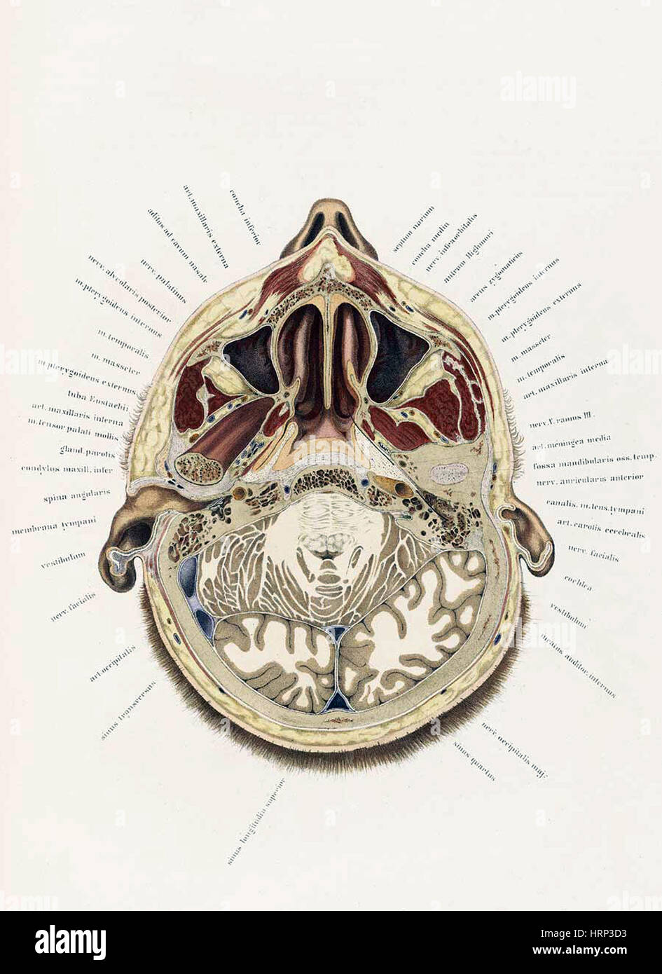 Brain anatomy plane hi-res stock photography and images - Alamy