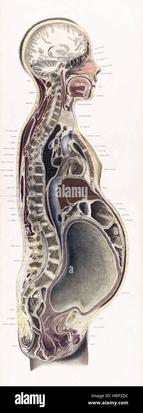 Human skeletal muscle cross section hi-res stock photography and images ...