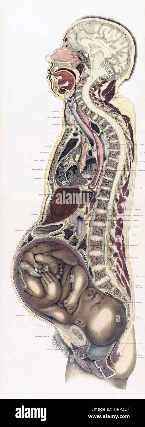 Cross section of a female body hi-res stock photography and images - Alamy