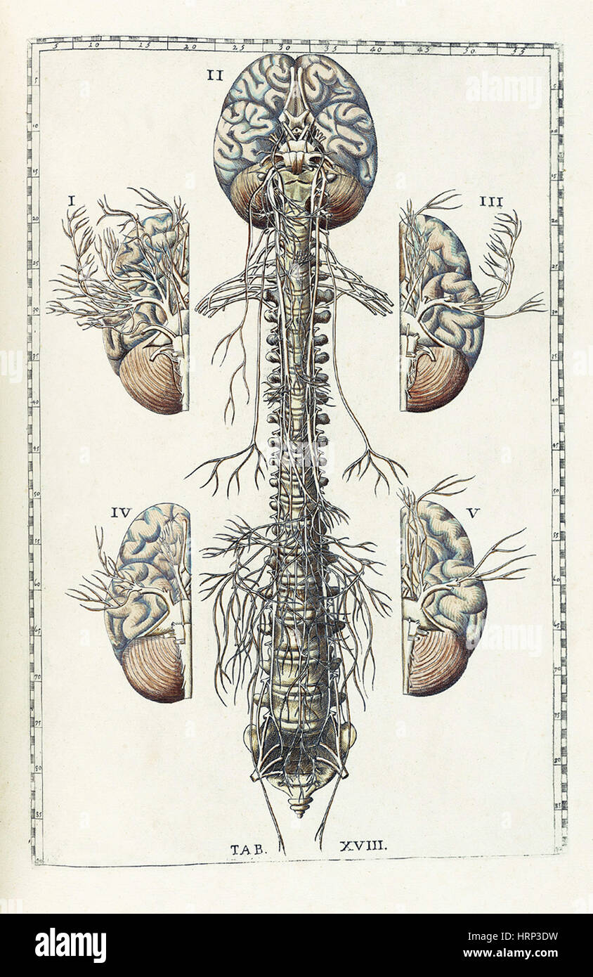Eustachi, "Tabulae anatomicae", 1783 Stock Photo - Alamy