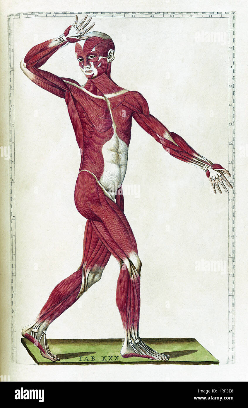 Eustachi, "Tabulae anatomicae", 1783 Stock Photo - Alamy
