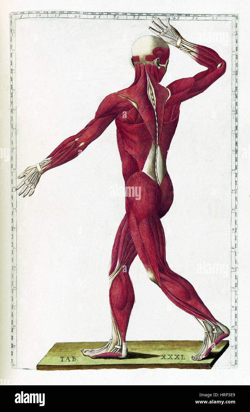 Eustachi, "Tabulae anatomicae", 1783 Stock Photo - Alamy