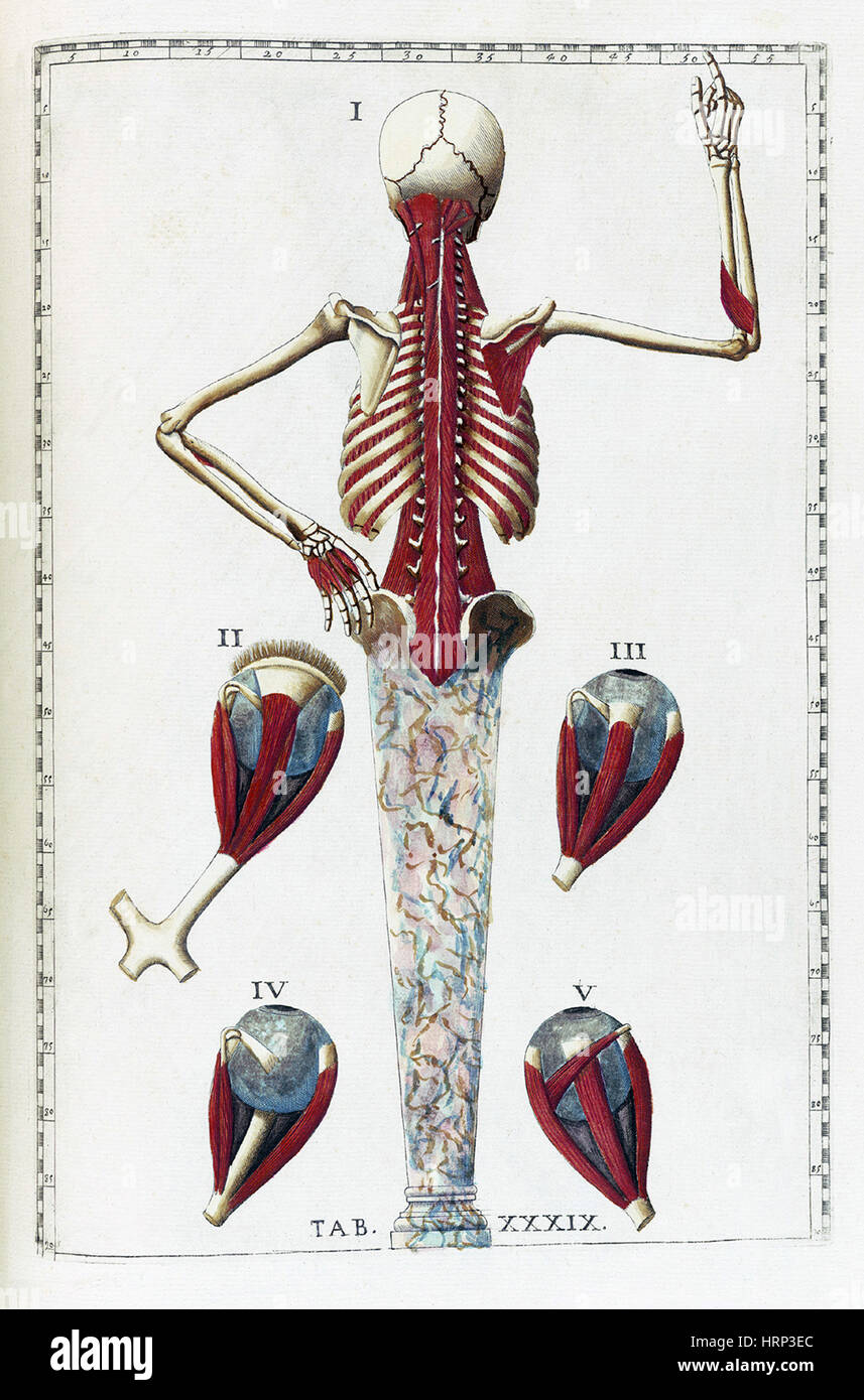 Eustachi, "Tabulae anatomicae", 1783 Stock Photo - Alamy