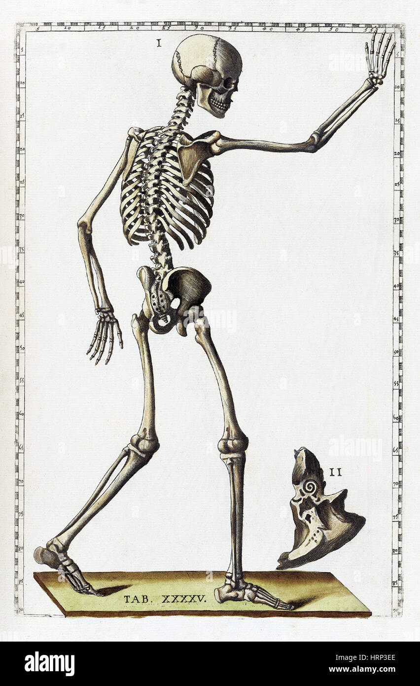 Tabulae anatomicae hi-res stock photography and images - Alamy