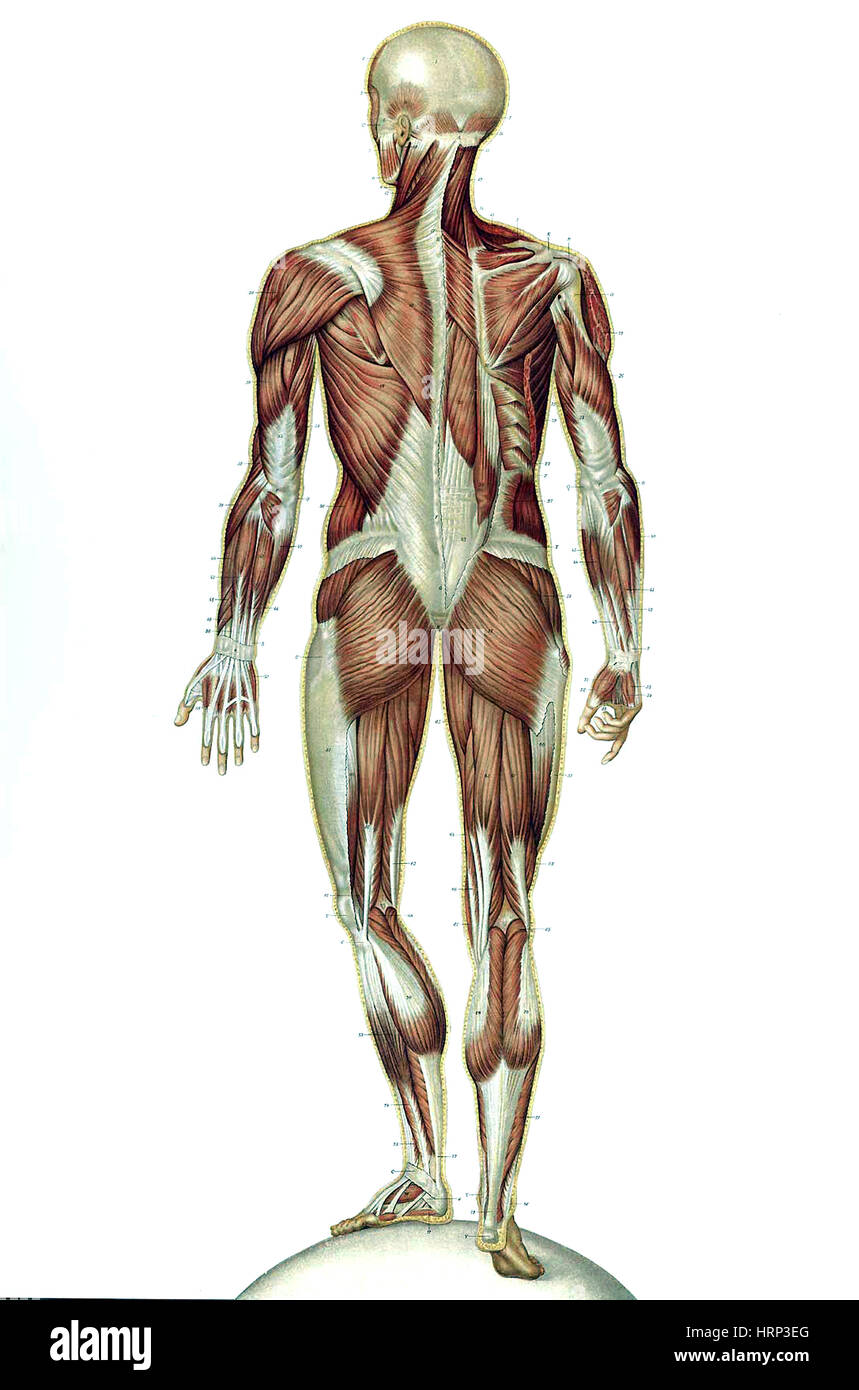 Anatomie du corps humain hi-res stock photography and images - Alamy