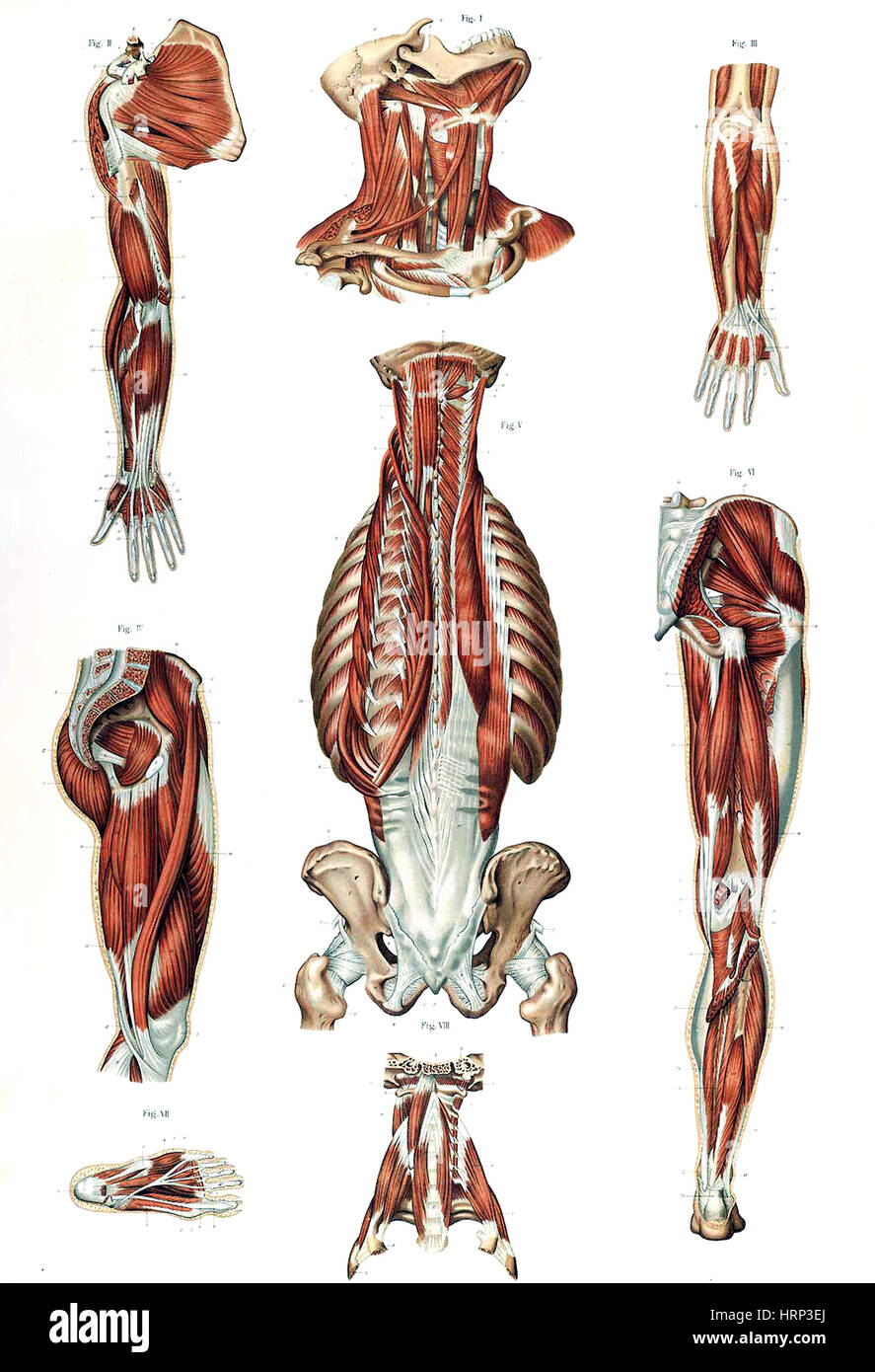 Anatomie normale du corps humain hi-res stock photography and images ...