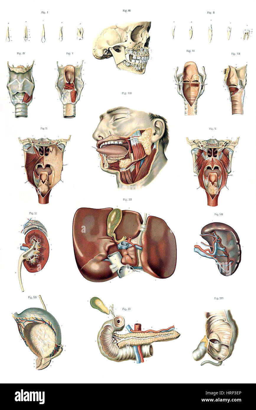 Anatomie du corps humain hi-res stock photography and images - Alamy