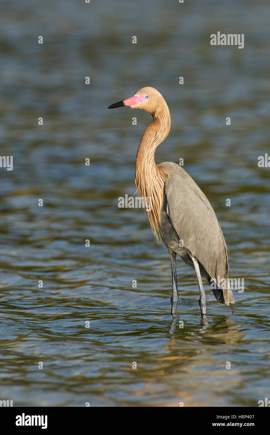 Reddish Egret, Egretta rufescens, with breeding colors standing in gray ...