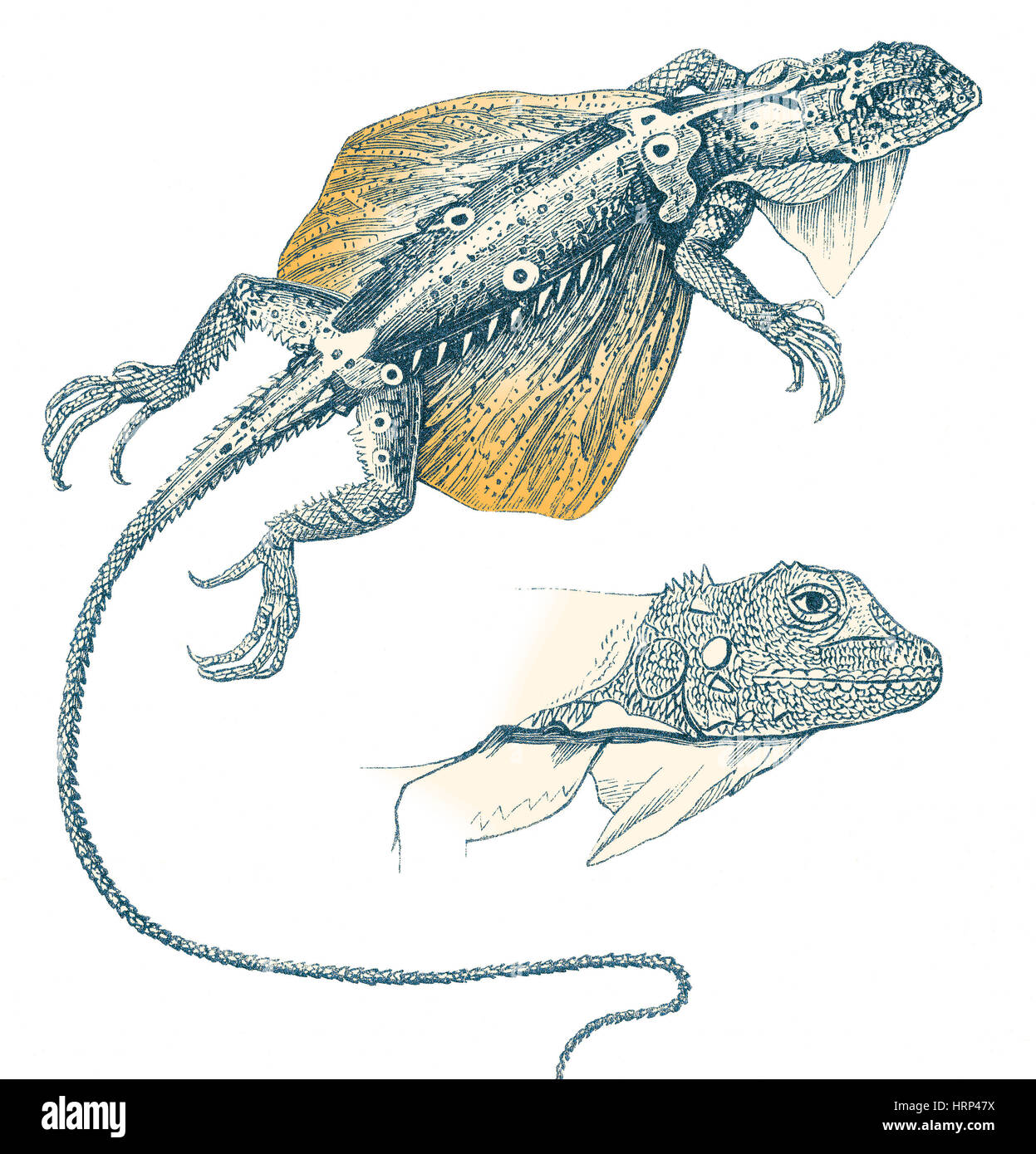 Flying dragon draco hi-res stock photography and images - Alamy