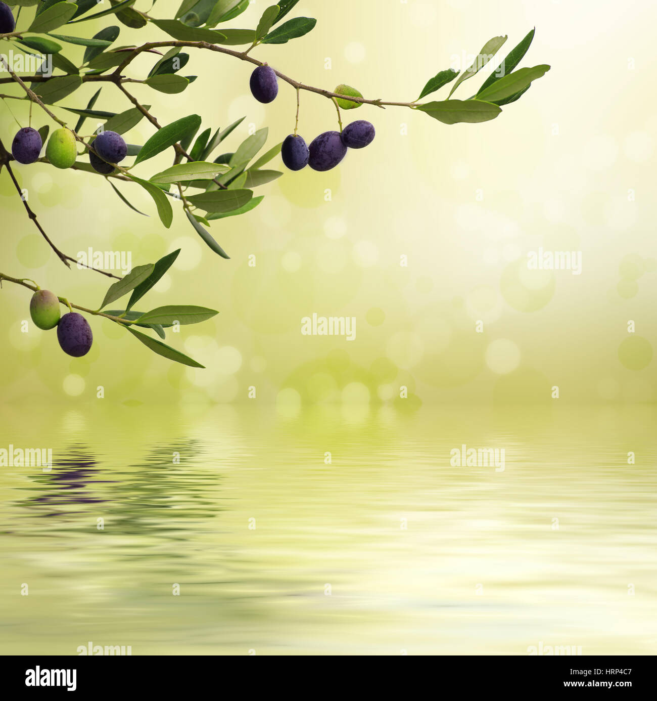 Olive branch card Stock Photo - Alamy