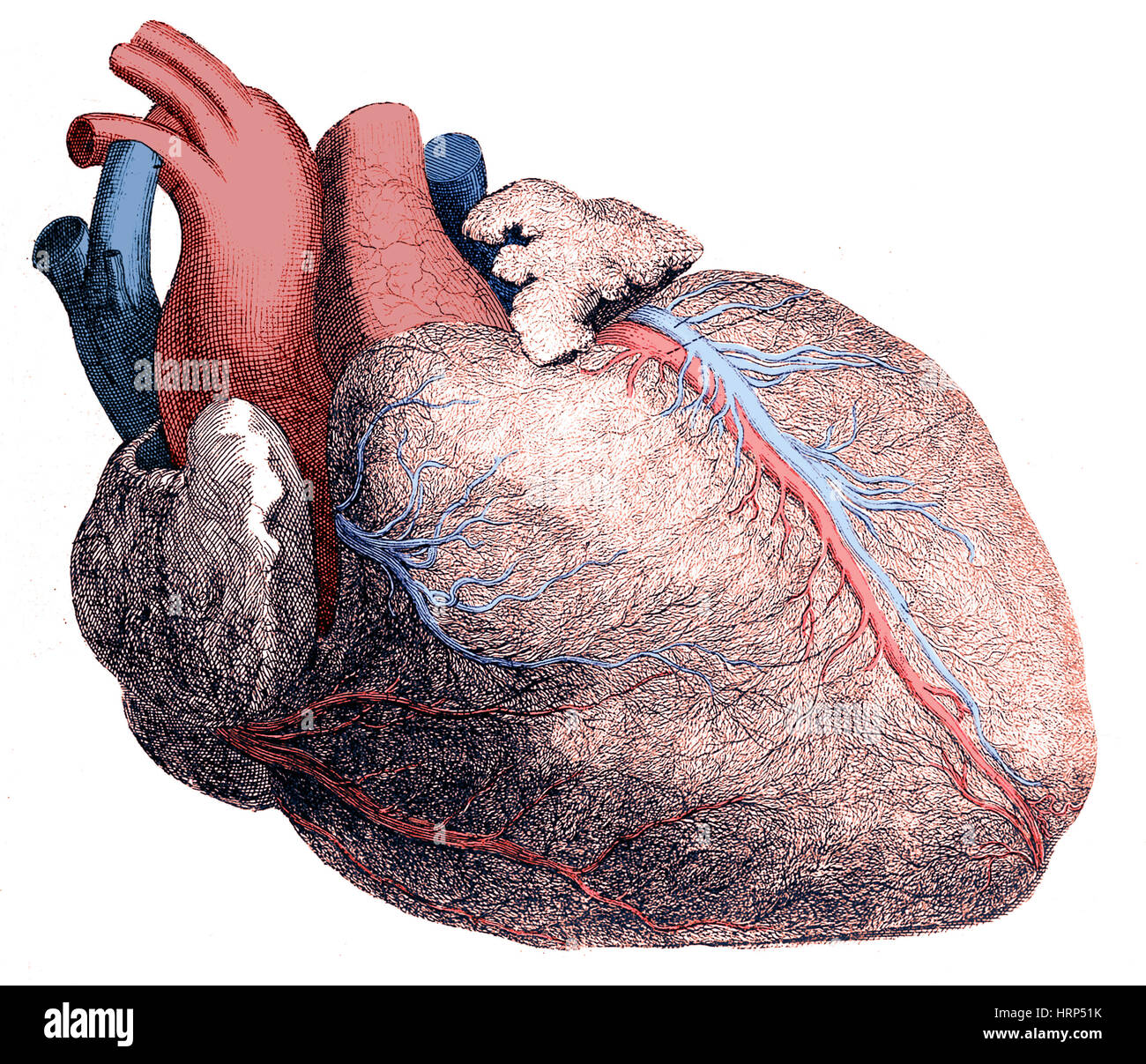 Anatomical Heart Illustration Cut Out Stock Images And Pictures Alamy
