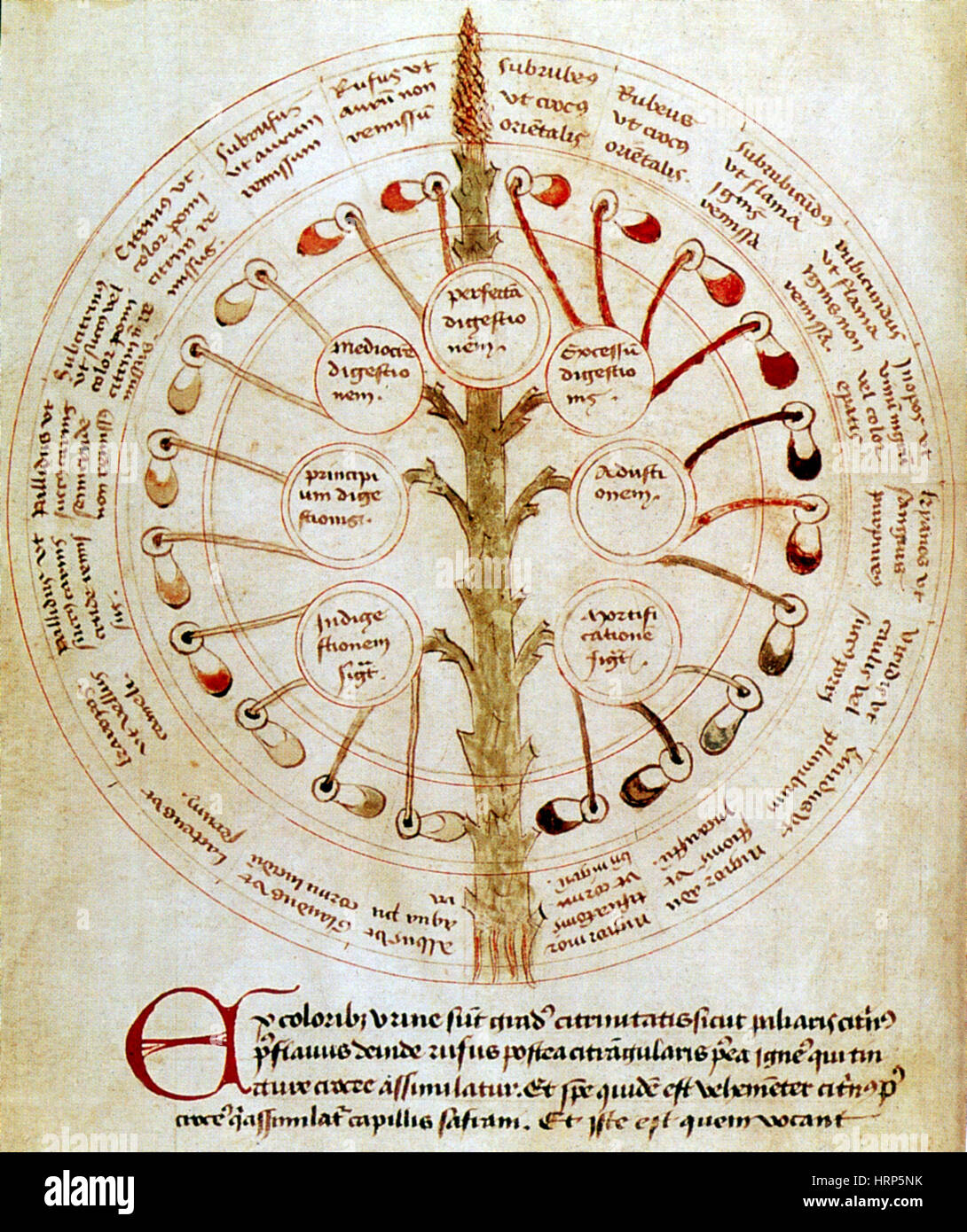 Uroscopy Wheel, 15th Century Stock Photo - Alamy