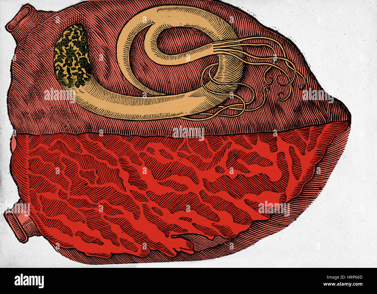 Heart with Parasite, 1639 Stock Photo - Alamy