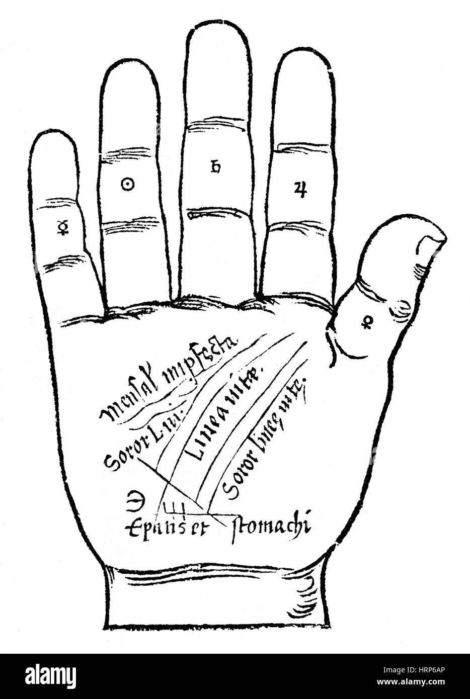 Palmistry, Indagine Palm Lines, 16th Century Stock Photo - Alamy