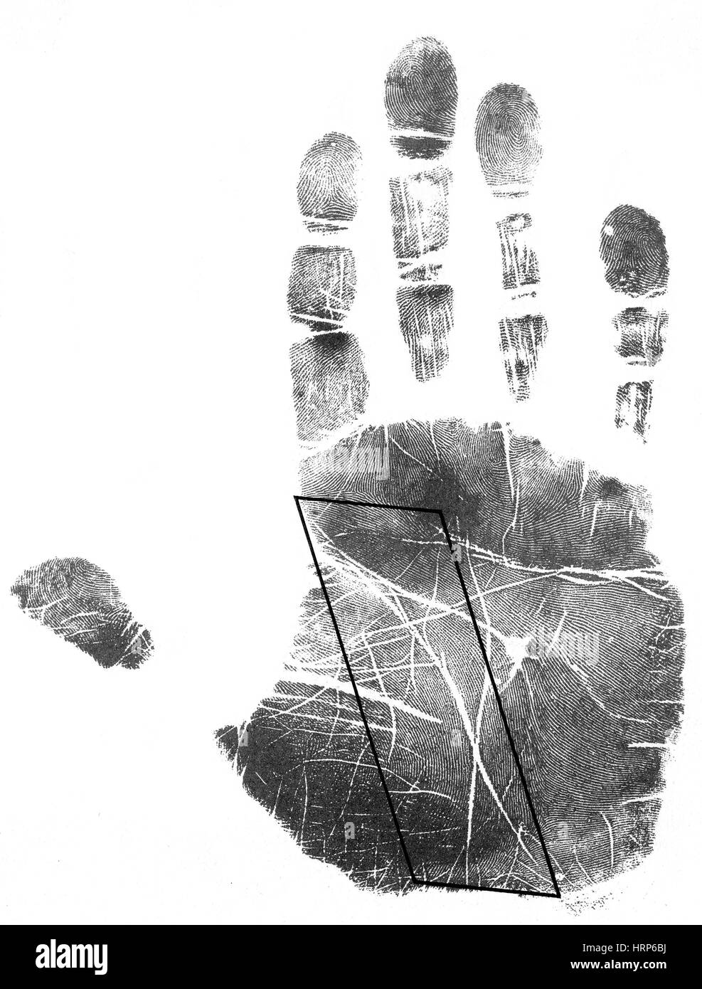 Life line palm reading Cut Out Stock Images & Pictures - Alamy