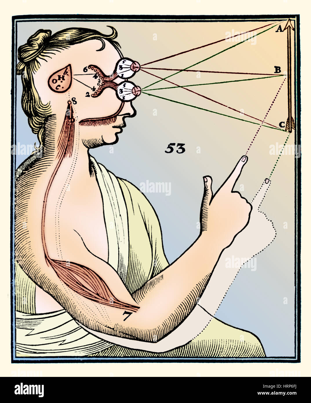 Human eye diagram historical hi-res stock photography and images - Alamy