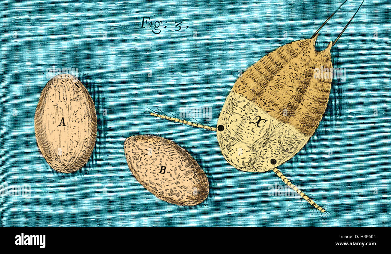 Mite Eggs, Robert Hooke, Micrographia, 1665 Stock Photo - Alamy