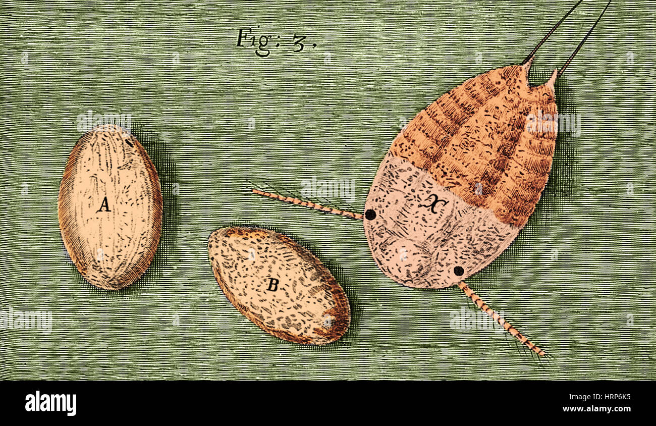 Mite eggs, robert hooke hi-res stock photography and images - Alamy