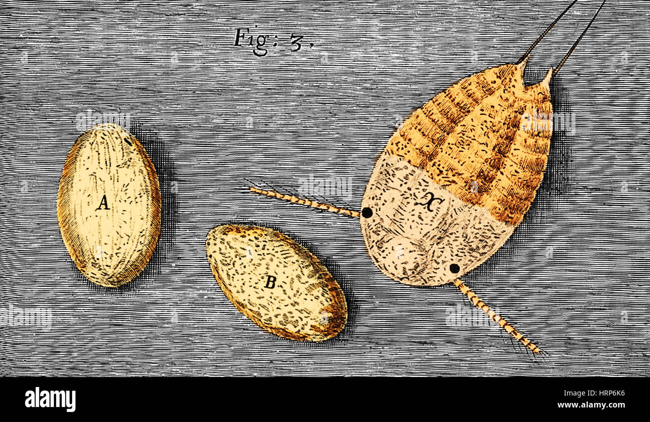 Robert hooke drawing hi-res stock photography and images - Alamy