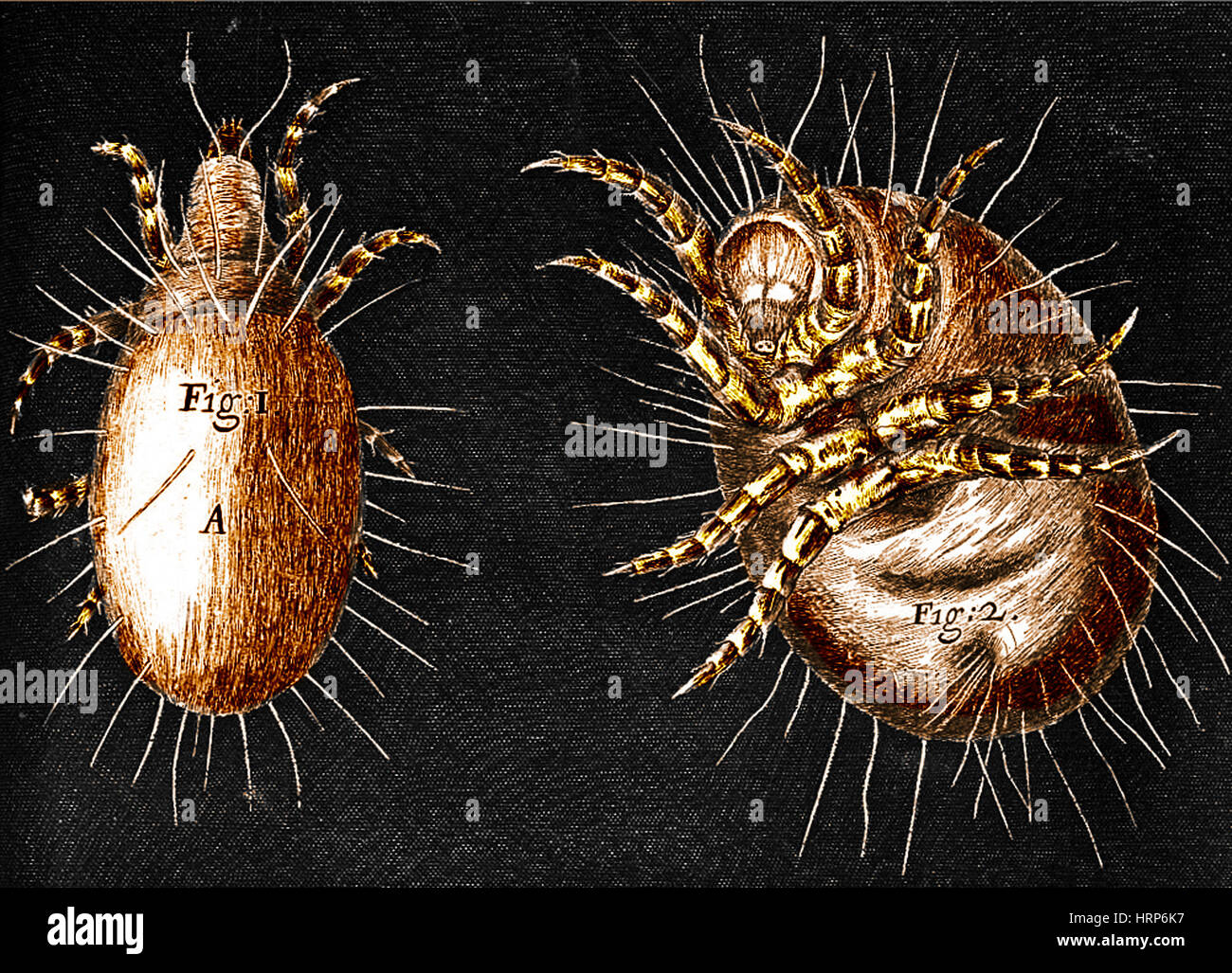 Robert hooke drawing hi-res stock photography and images - Alamy